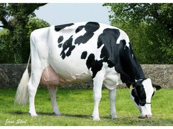 Sell Pregnant Holstein Heifers Cattle