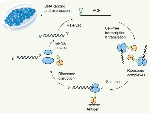 Ribosome Display Service From Creative Biolabs United States
