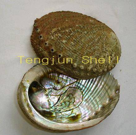 Shell Veneer Shell Laminate and Shell Sheet and Shell Paper(id:2893043 ...